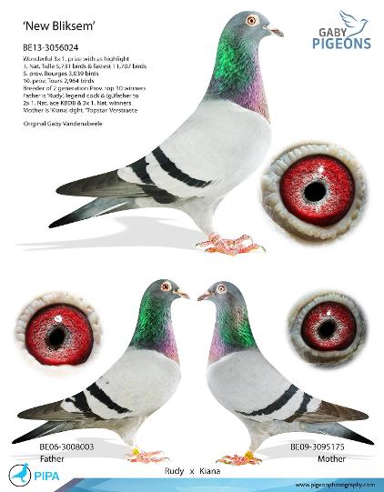 Stock Birds | Northern Gold Coast | Hudson Lofts